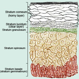 significance of plant: VEGETAL PLACENTA